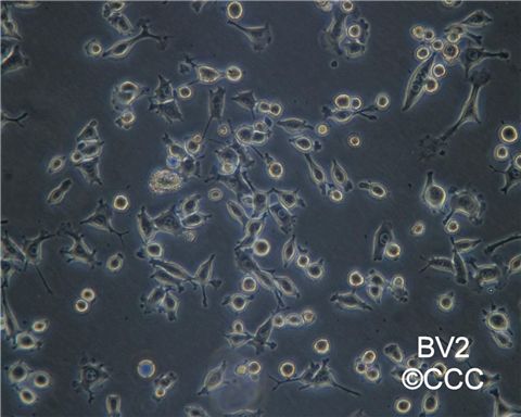 国家实验细胞资源共享平台
